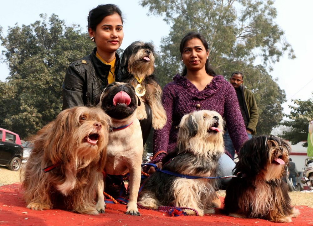 नाशकात डॉग शो चे आयोजन; या दिवशी, याठिकाणी रंगणार - India Darpan Live