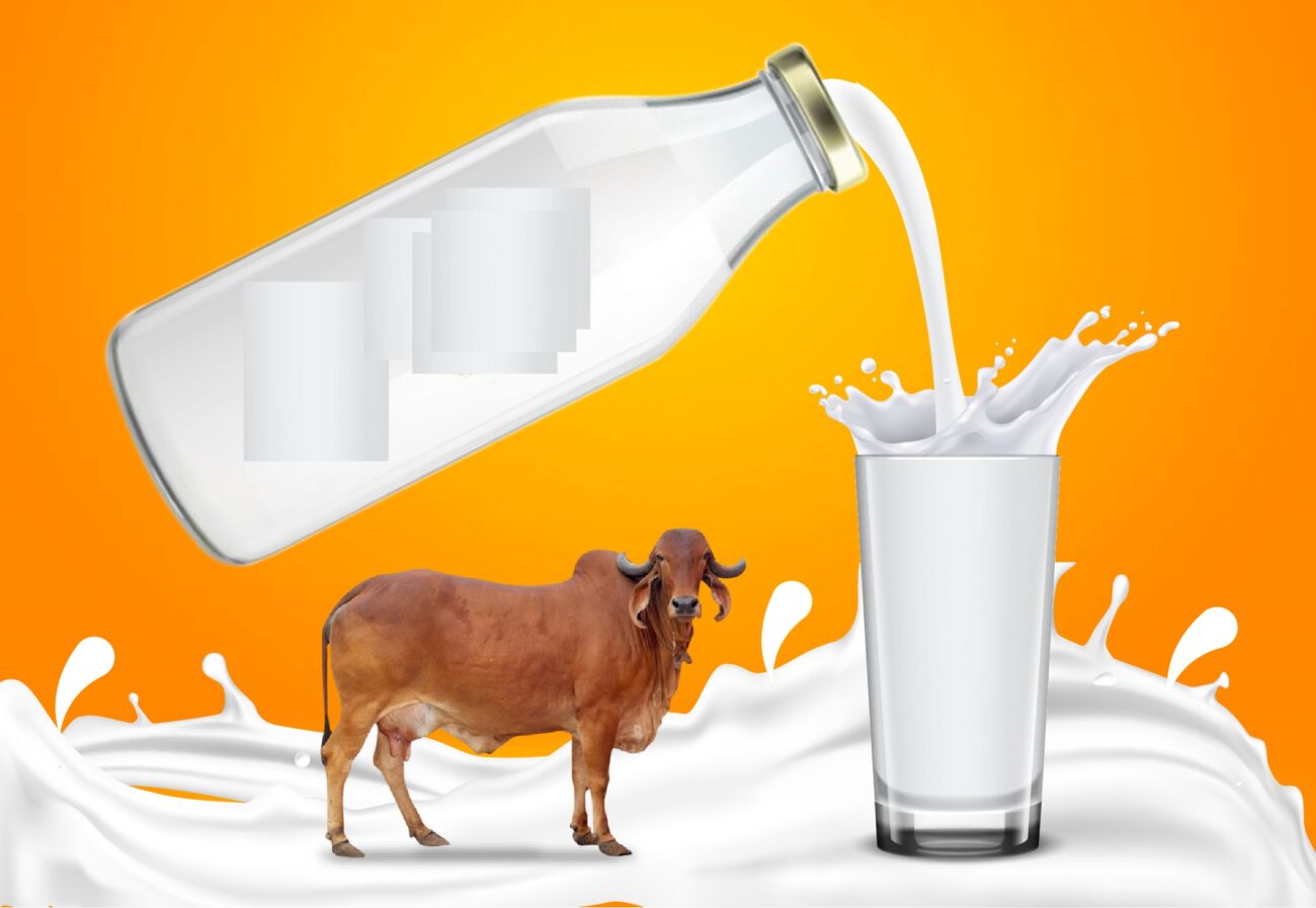 लम्पी आजाराचा प्रादुर्भावः सध्या दूध खरेदी करायचे की नाही? मानवी ...