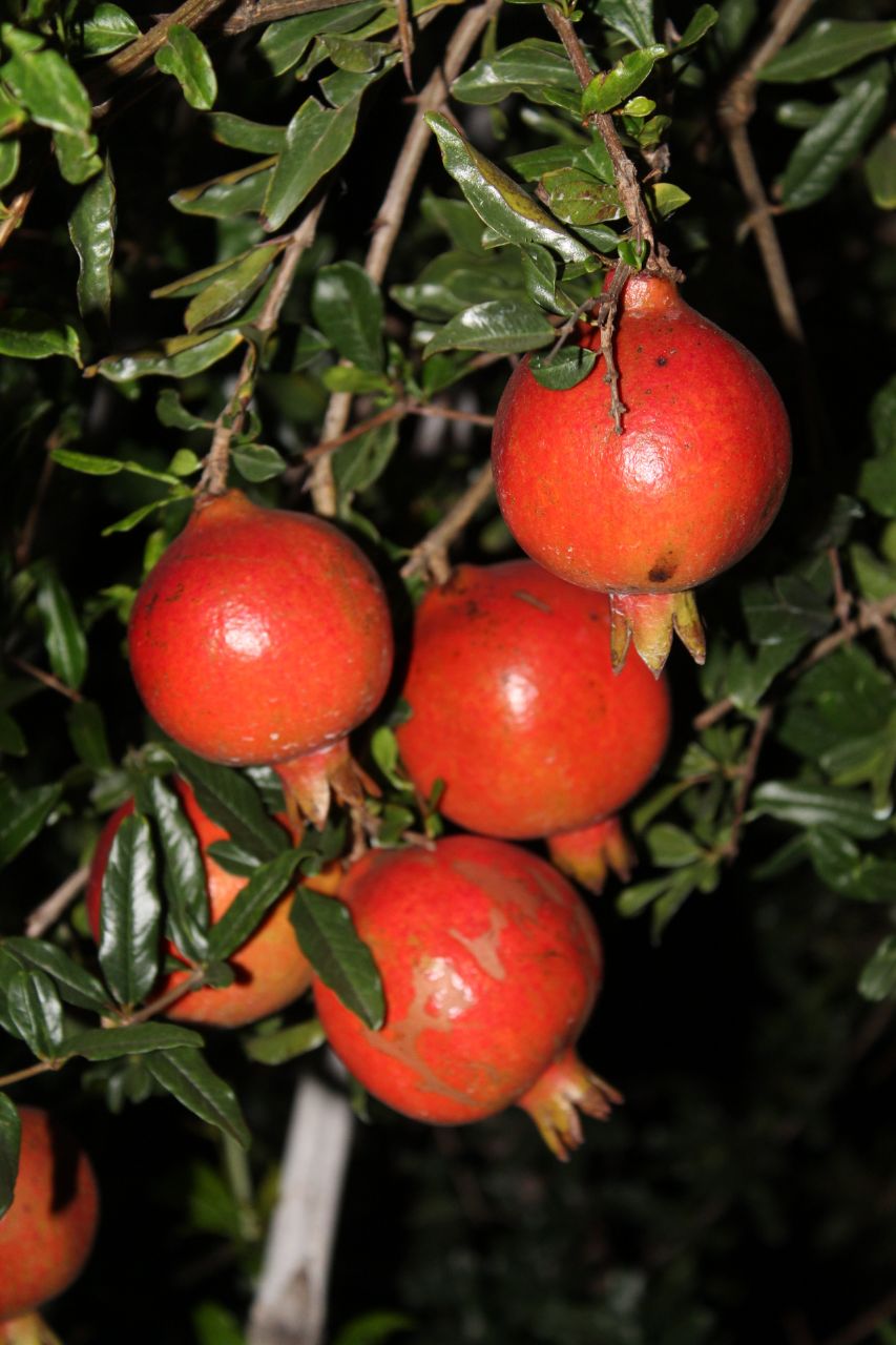 दुष्काळी गाव... खडकाळ व मुरबाड जमीन.. डाळींब लागवडीतून सातमाने गावाने ...